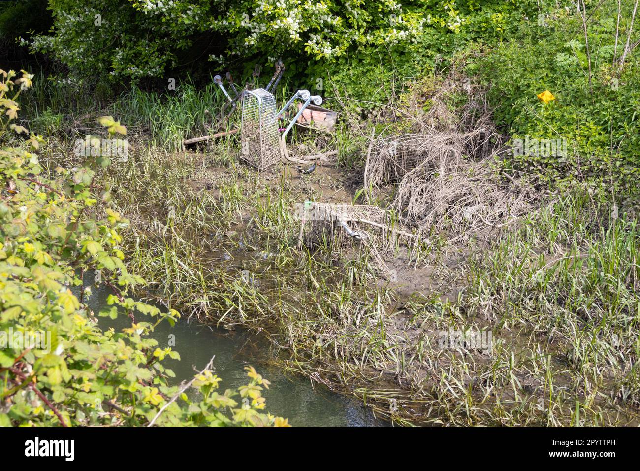 Supermarket trolleys dumped in a river, ashford, kent, uk Stock Photo ...
