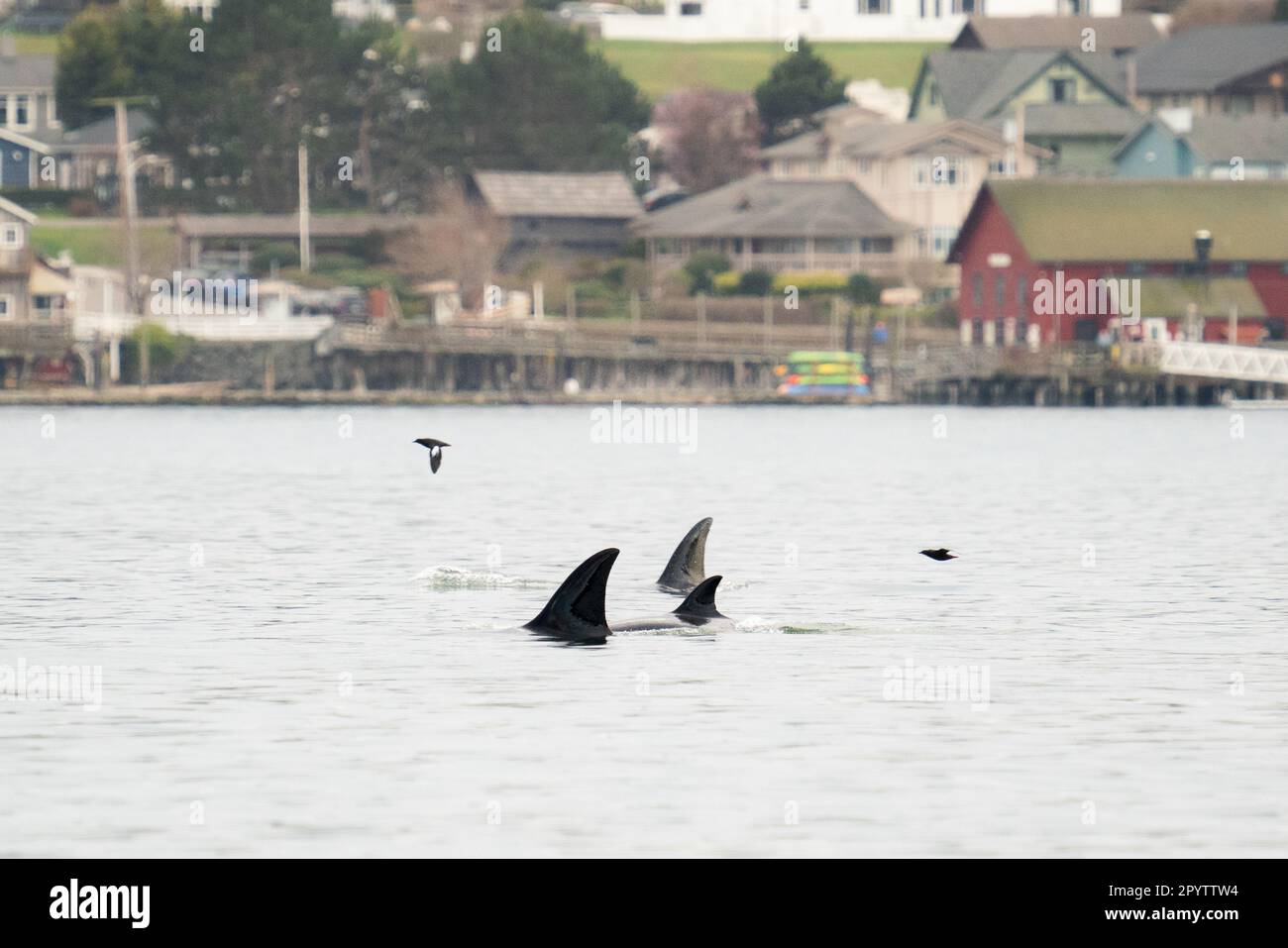 A family of transient killer whales known as the T099s, swimming ...