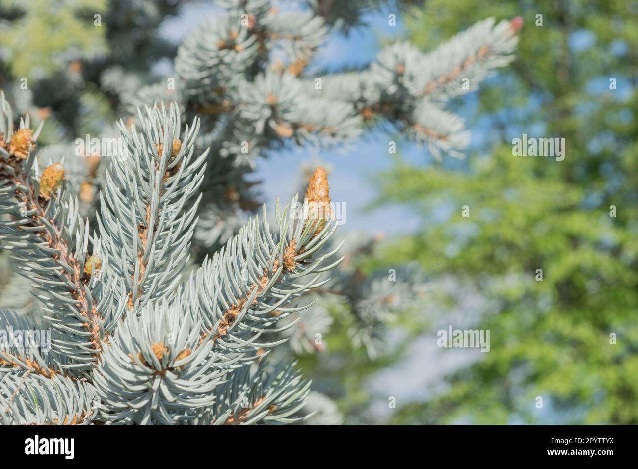 silver fir tree with cones in daylight Stock Photo - Alamy
