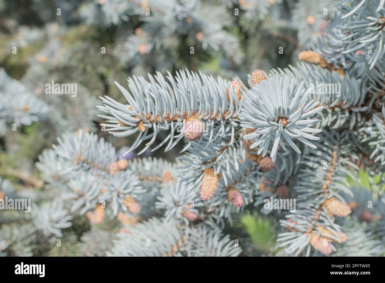 silver fir tree with cones in daylight Stock Photo - Alamy