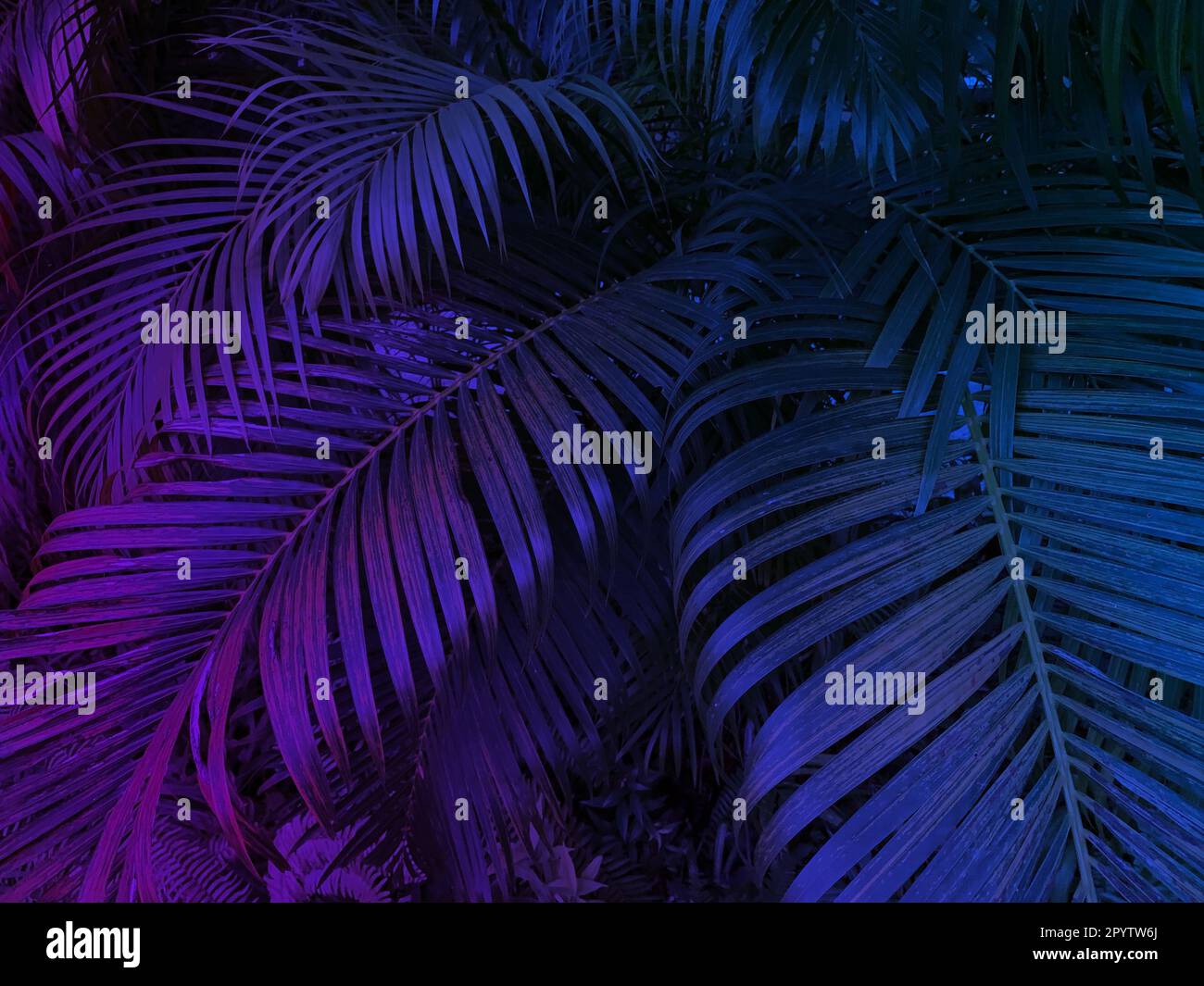 tropical leaf exotic background with neon glow colors, palm tree ...