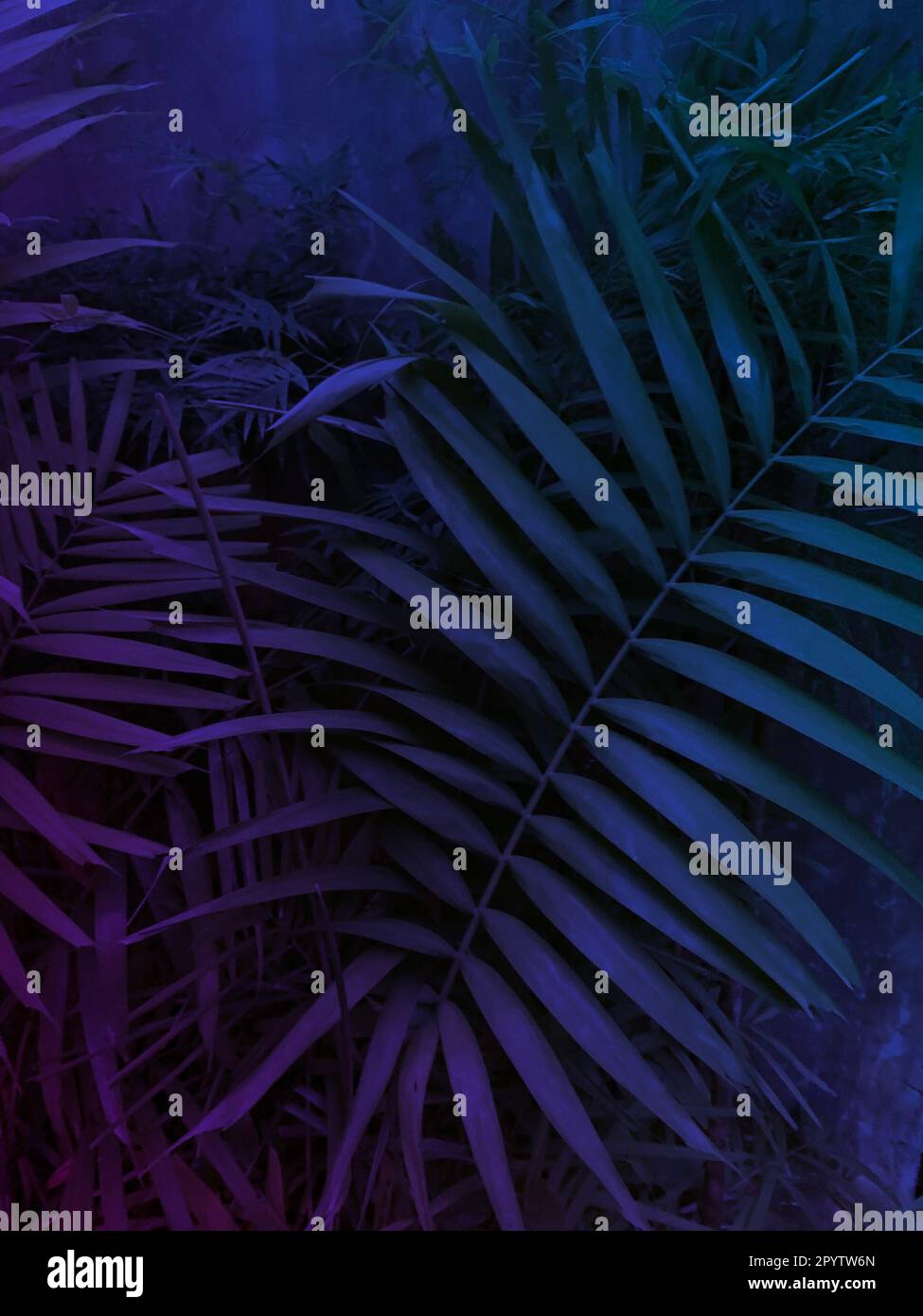 techno colors floral tropical party background, dark blue purple exotic ...