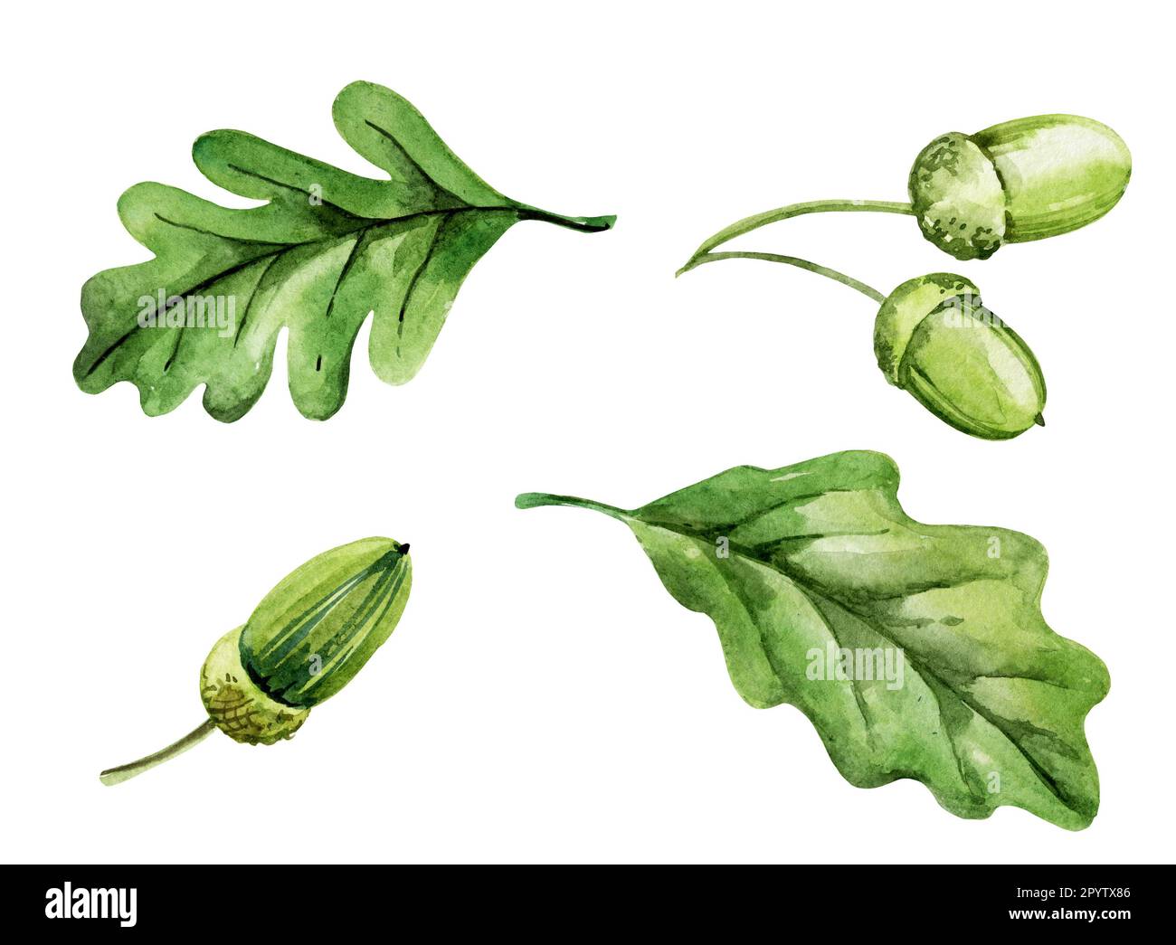 set of watercolor green oak leaves, acorns, seeds, sketch of forest tree, green leaves, summer ...