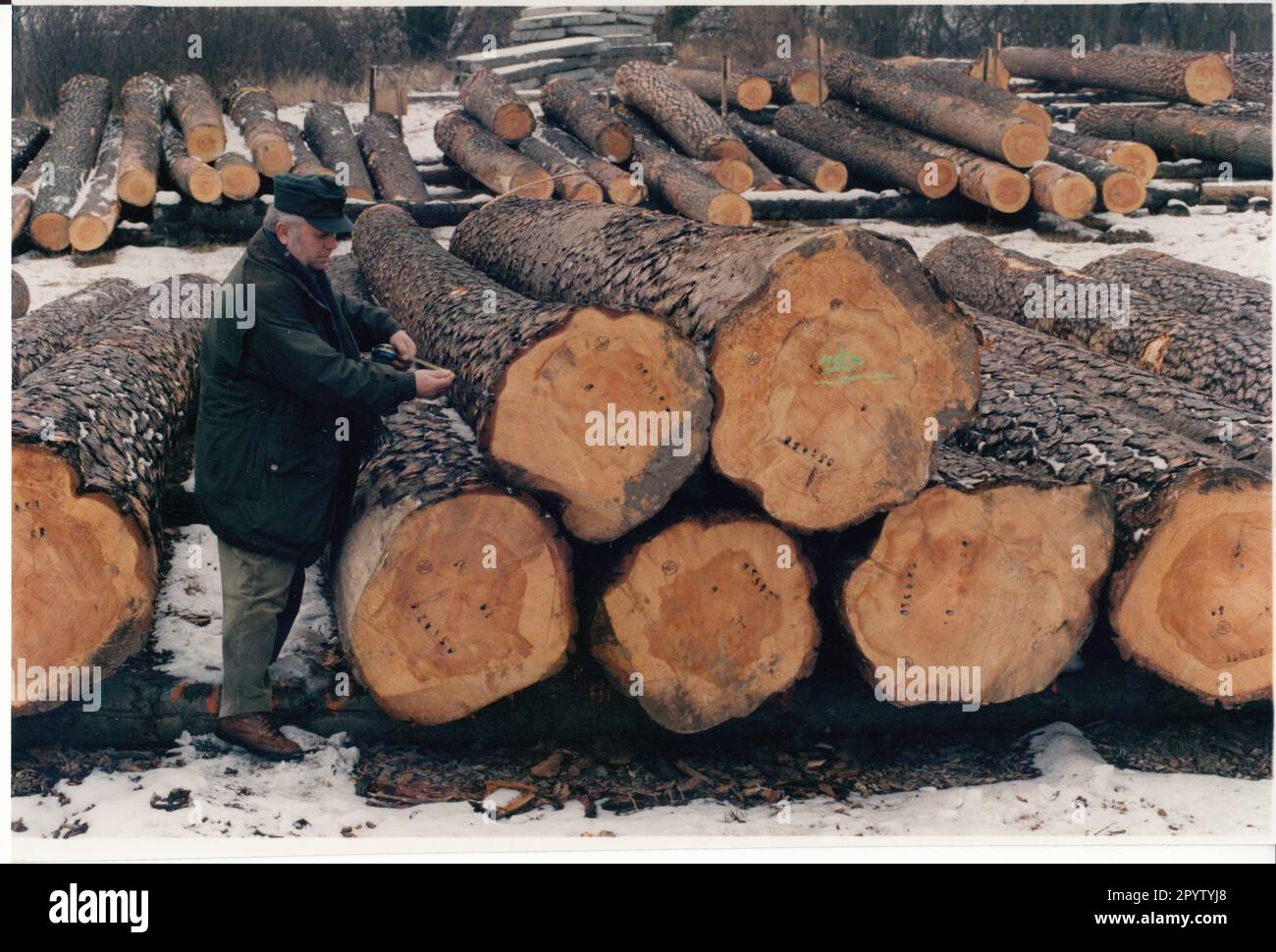 Preparations for the annual timber auction in Templin at the Alt Ruppin ...