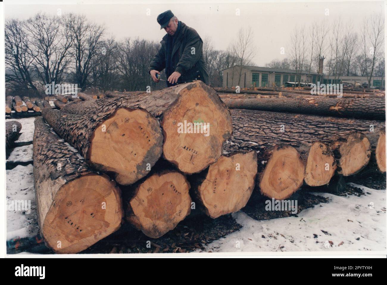 Preparations for the annual timber auction in Templin at the Alt Ruppin ...