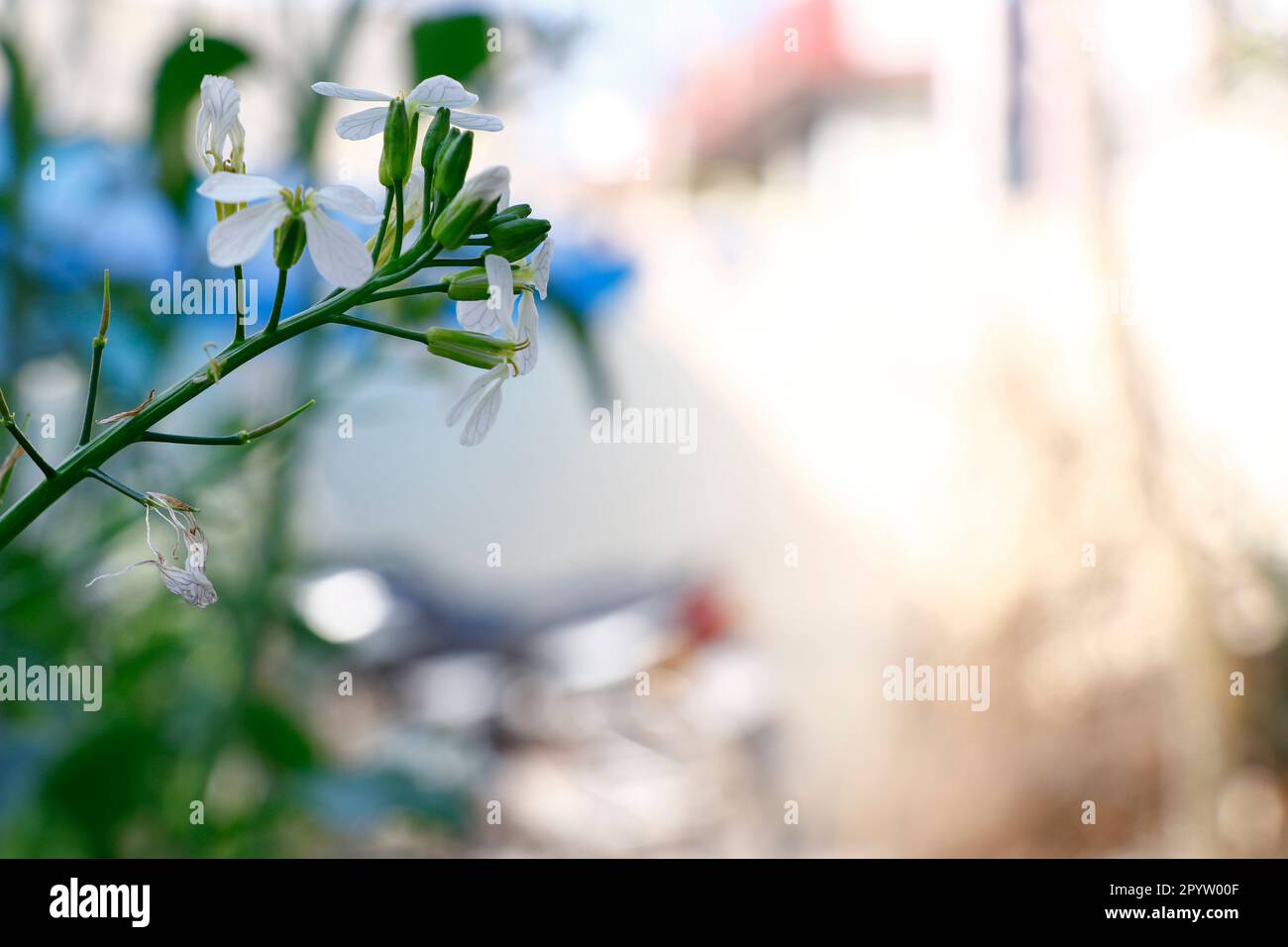 Radish blooms hi-res stock photography and images - Alamy