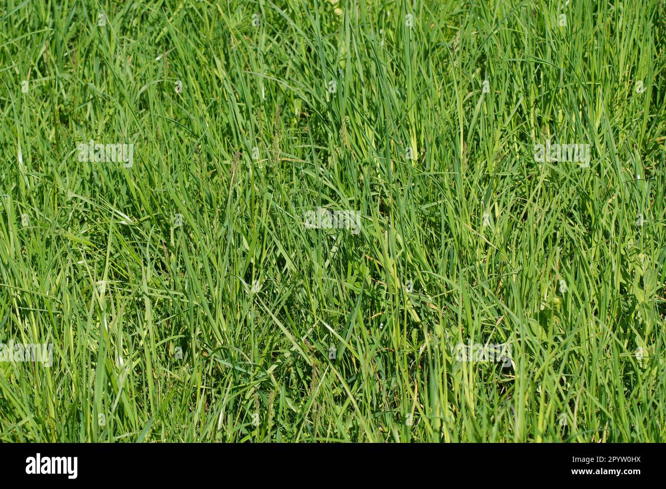 green grass of a meadow, green lines vertical, background Stock Photo ...