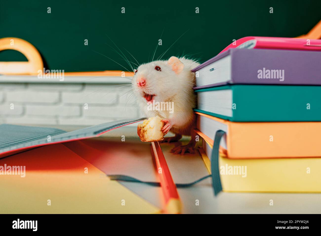 Education concept - rat sitting on books in the class, auditorium over ...