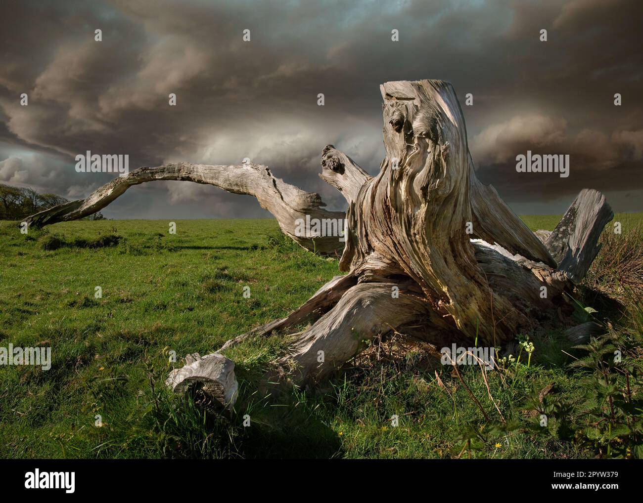 Beautiful sunlit sculptural gnarled wizened weathered dead tree stump ...