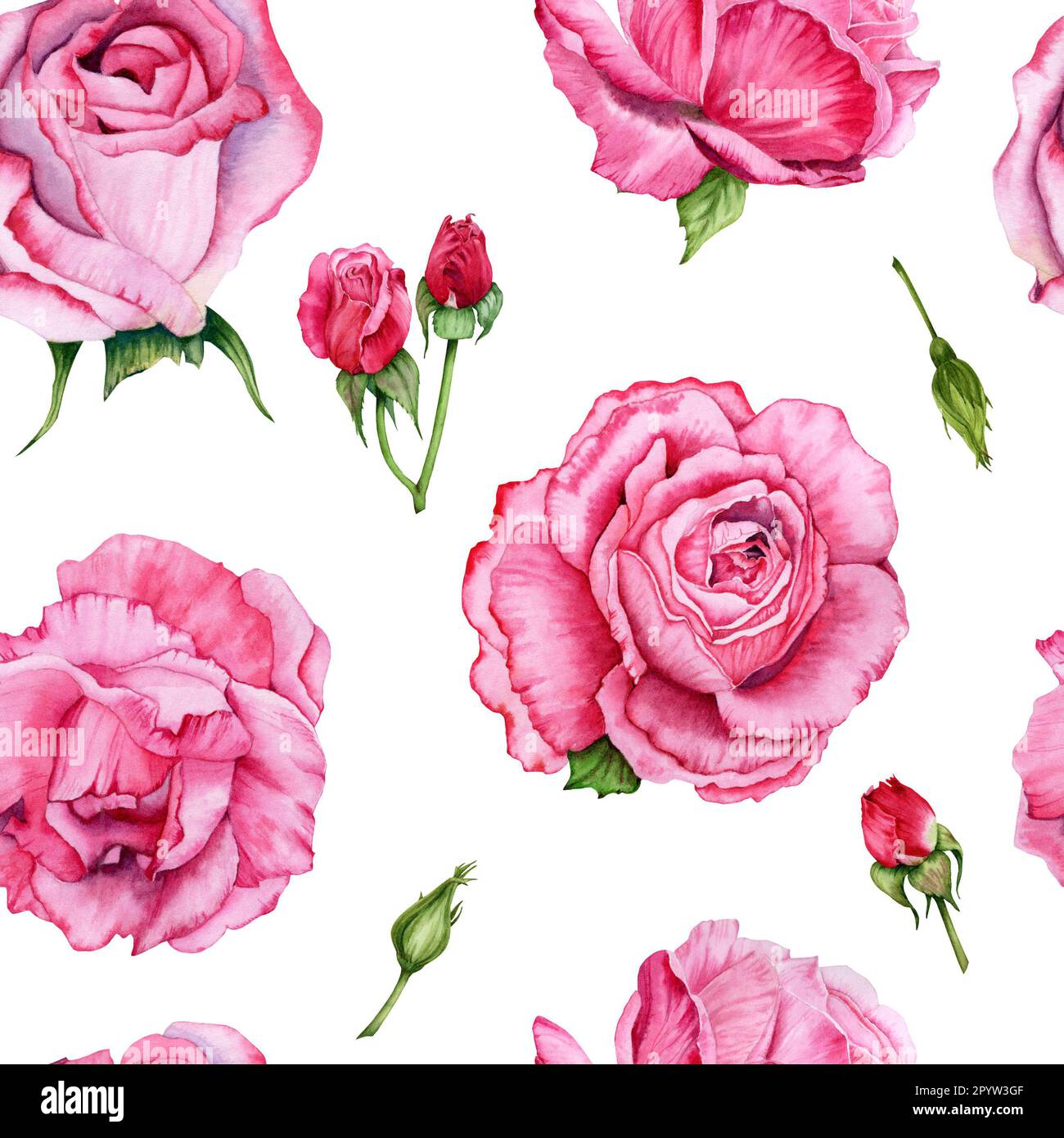 Seamless pattern with watercolor pink roses. Hand drawn illustration on ...