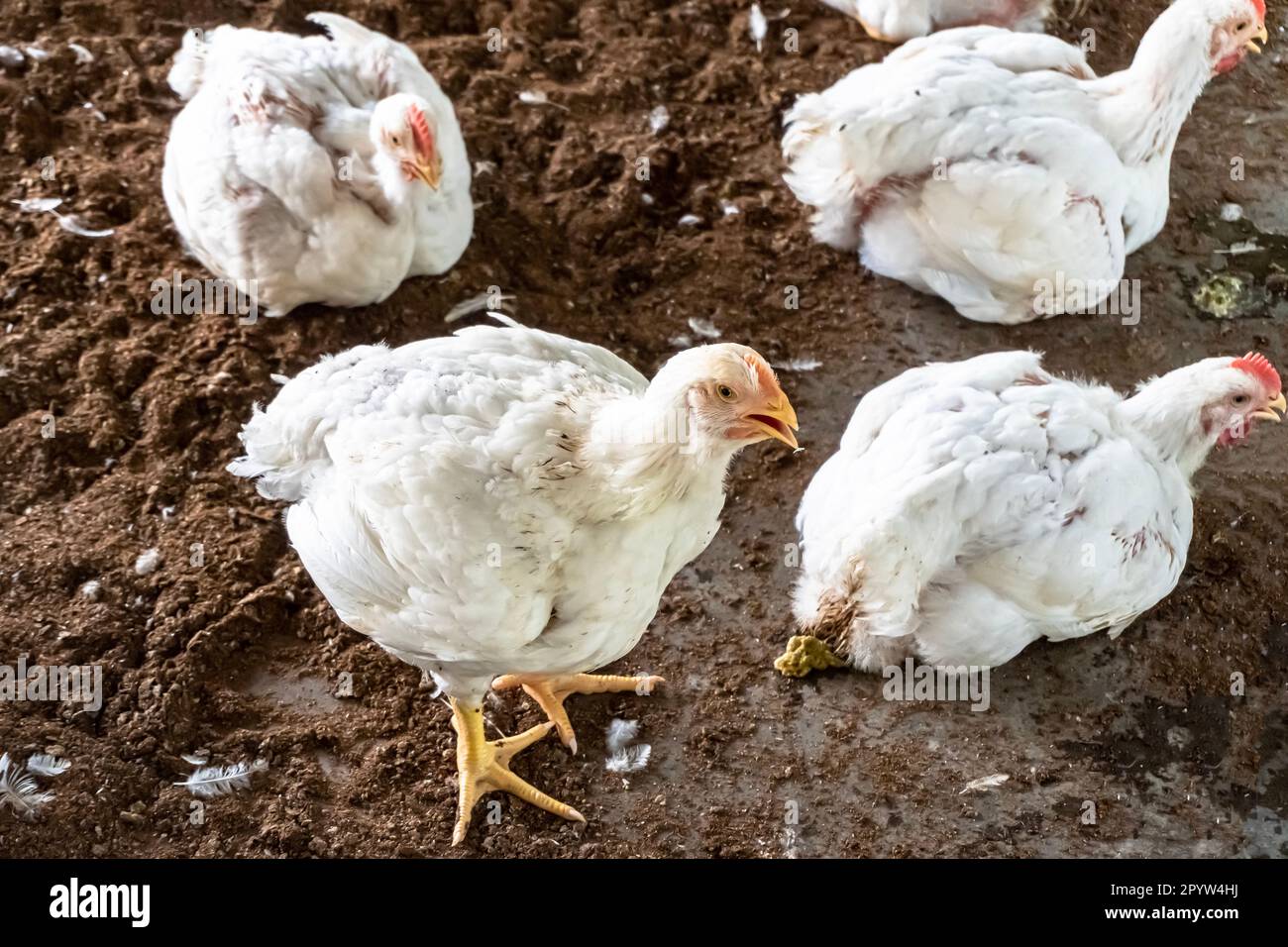 Website banner of an panting poultry chicken in a indoor farm. A white ...