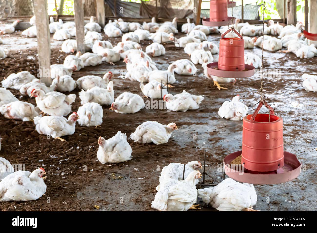 Broiler farm hi-res stock photography and images - Alamy