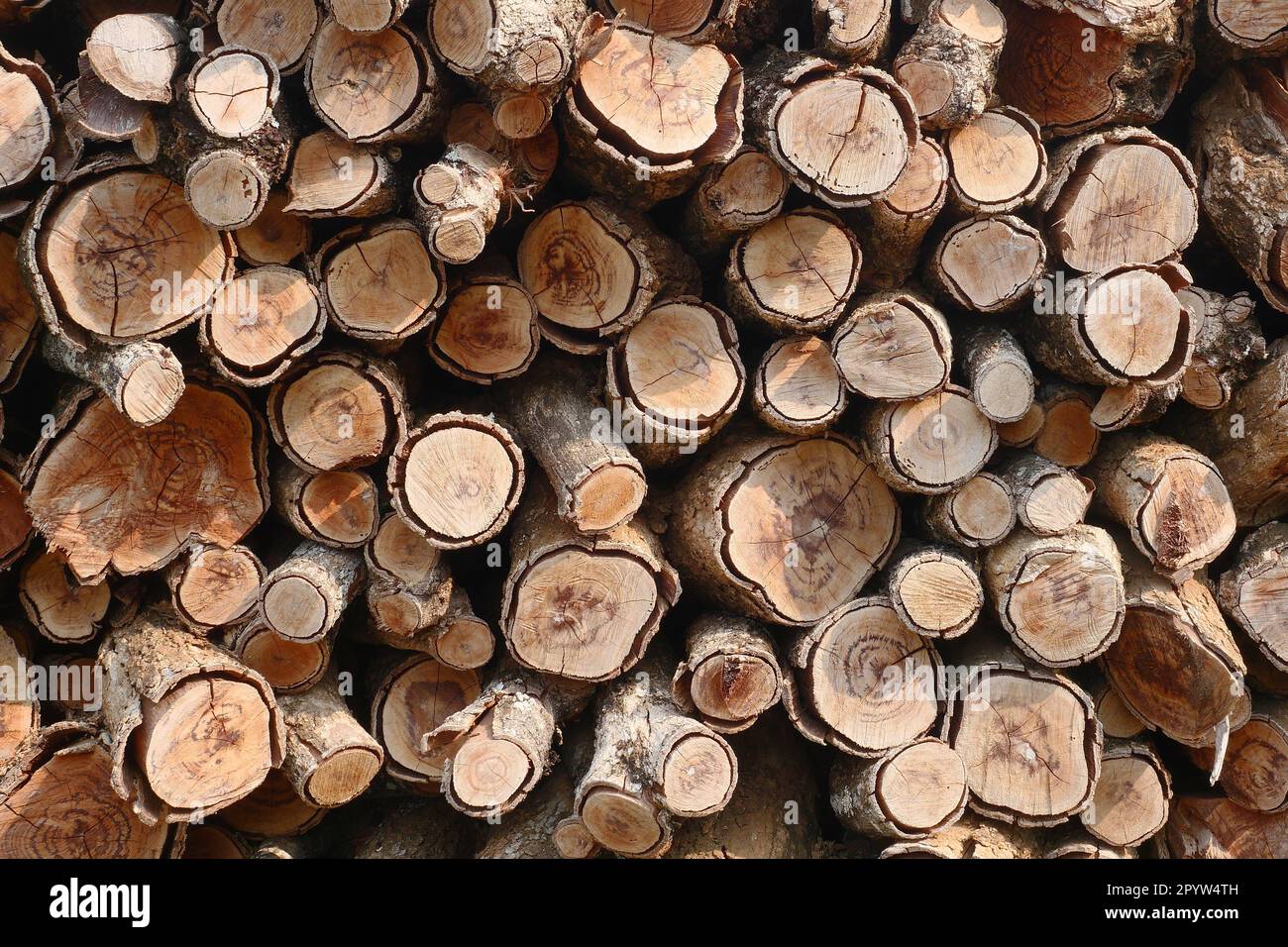 Texture circle wood lumber for nature background Stock Photo - Alamy