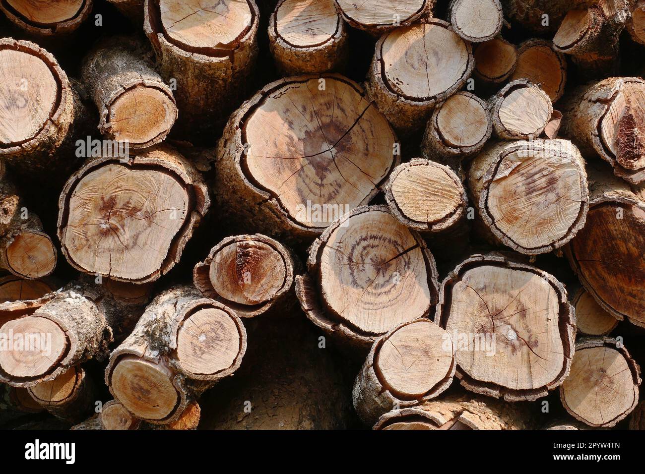 Texture circle wood lumber for nature background Stock Photo - Alamy