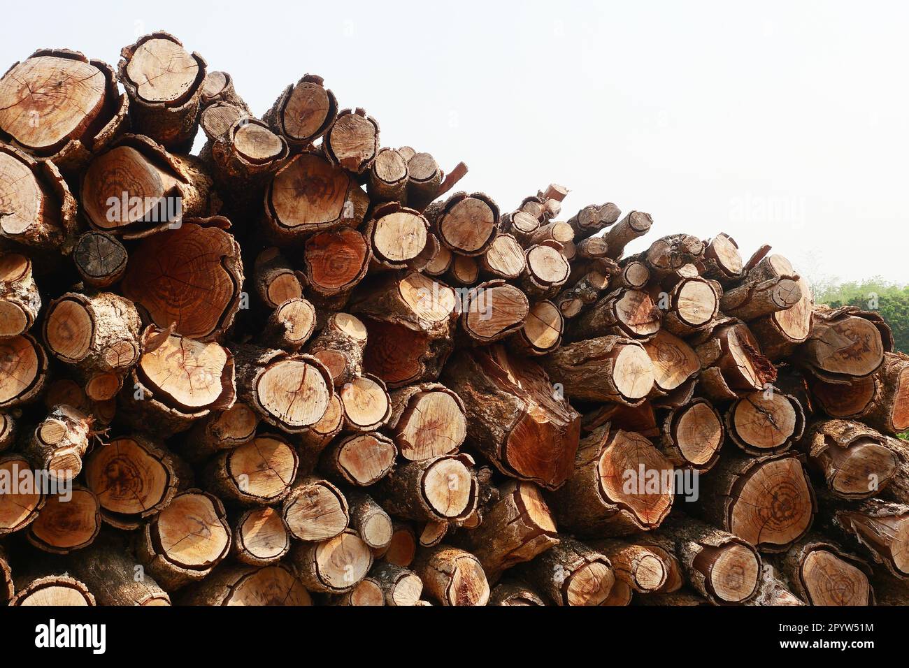 Texture circle wood lumber for nature background Stock Photo - Alamy