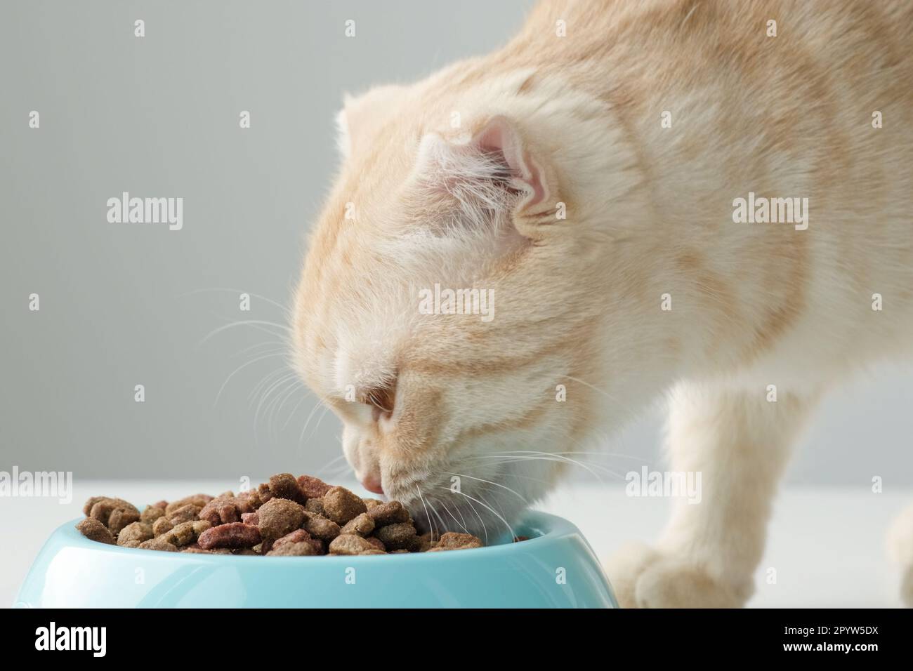 Red Scottish fold cat eating dry feed in blue bowl. Close up Stock ...