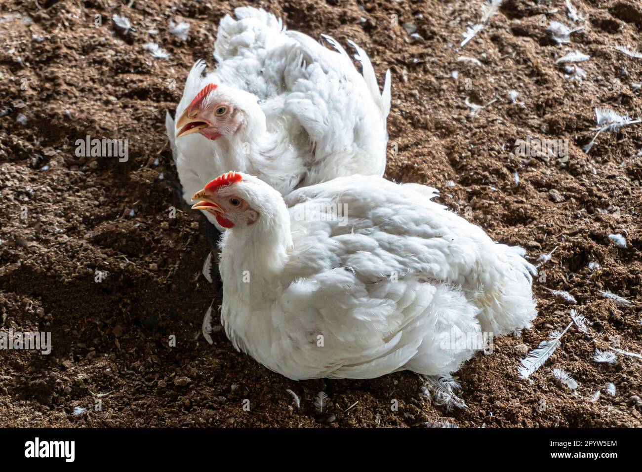A housing business for the purpose of poultry farming meat. White ...