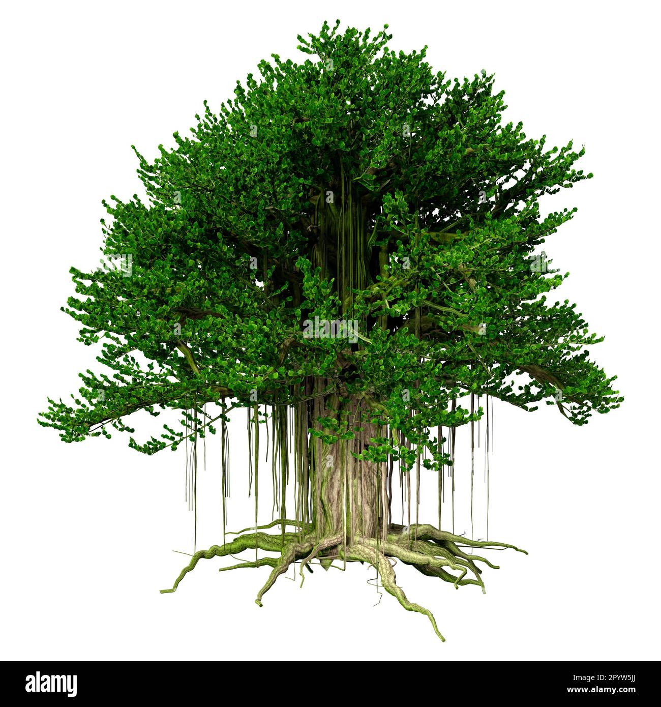 3D rendering of a banyan tree isolated on white background Stock Photo ...