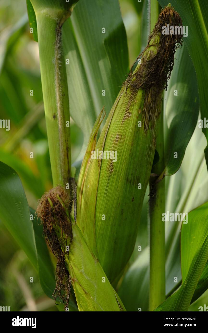 A closeup of a corn plant in a green field Stock Photo - Alamy