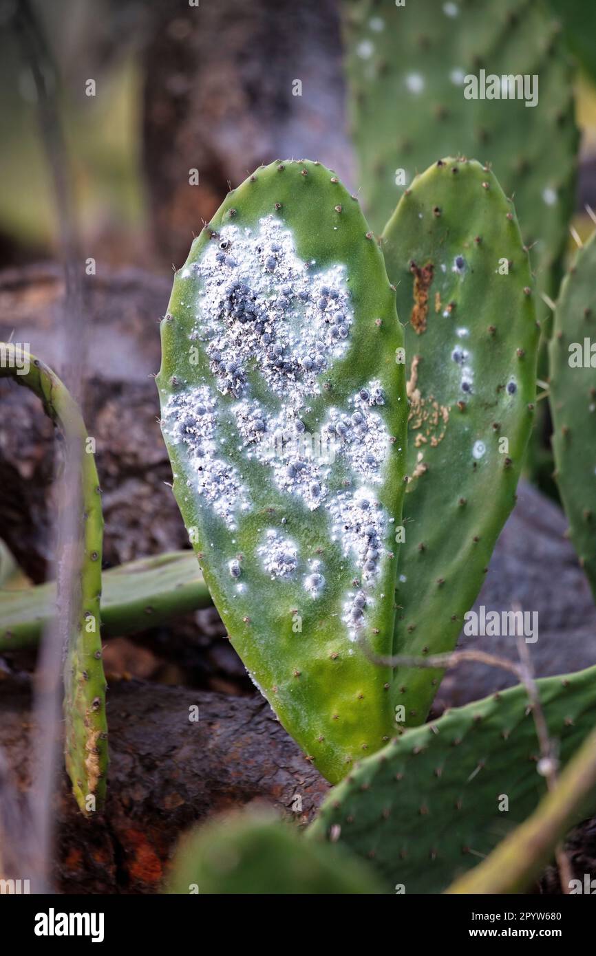 Spain, Canary Islands, Lanzarote island, Mala. Cochenille mealy bugs ...