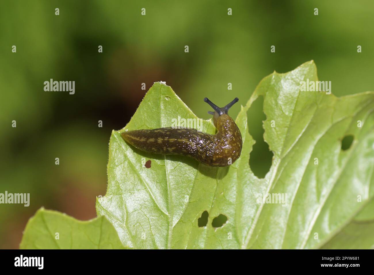 Yellow Slug ( Limacus flavus synonym Limax flavus). Family keelback ...