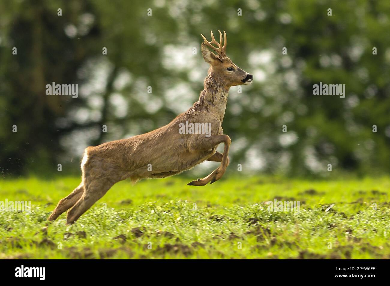 Leaping roe deer uk hi-res stock photography and images - Alamy