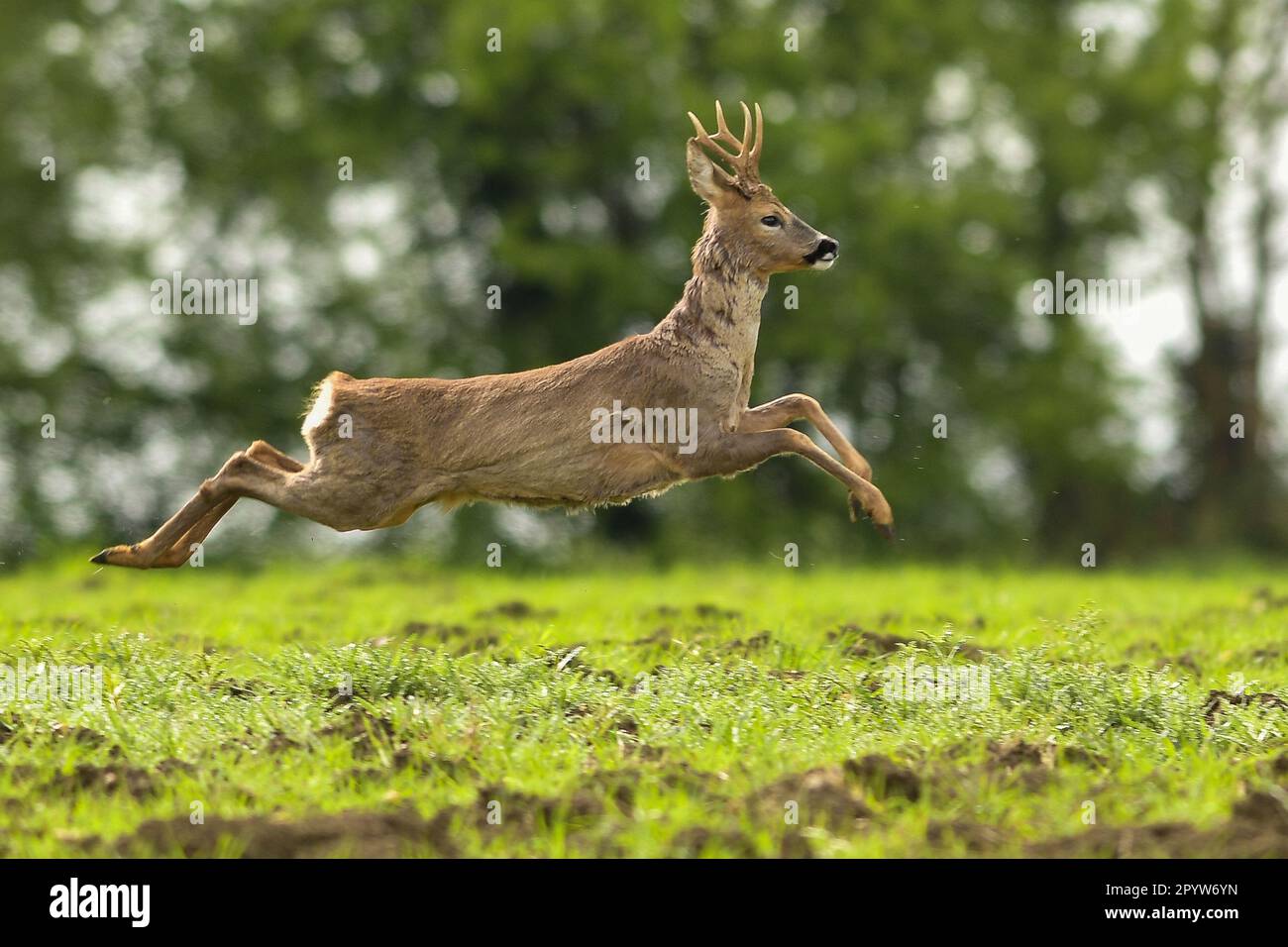 Roe deer leaping Stock Photo - Alamy