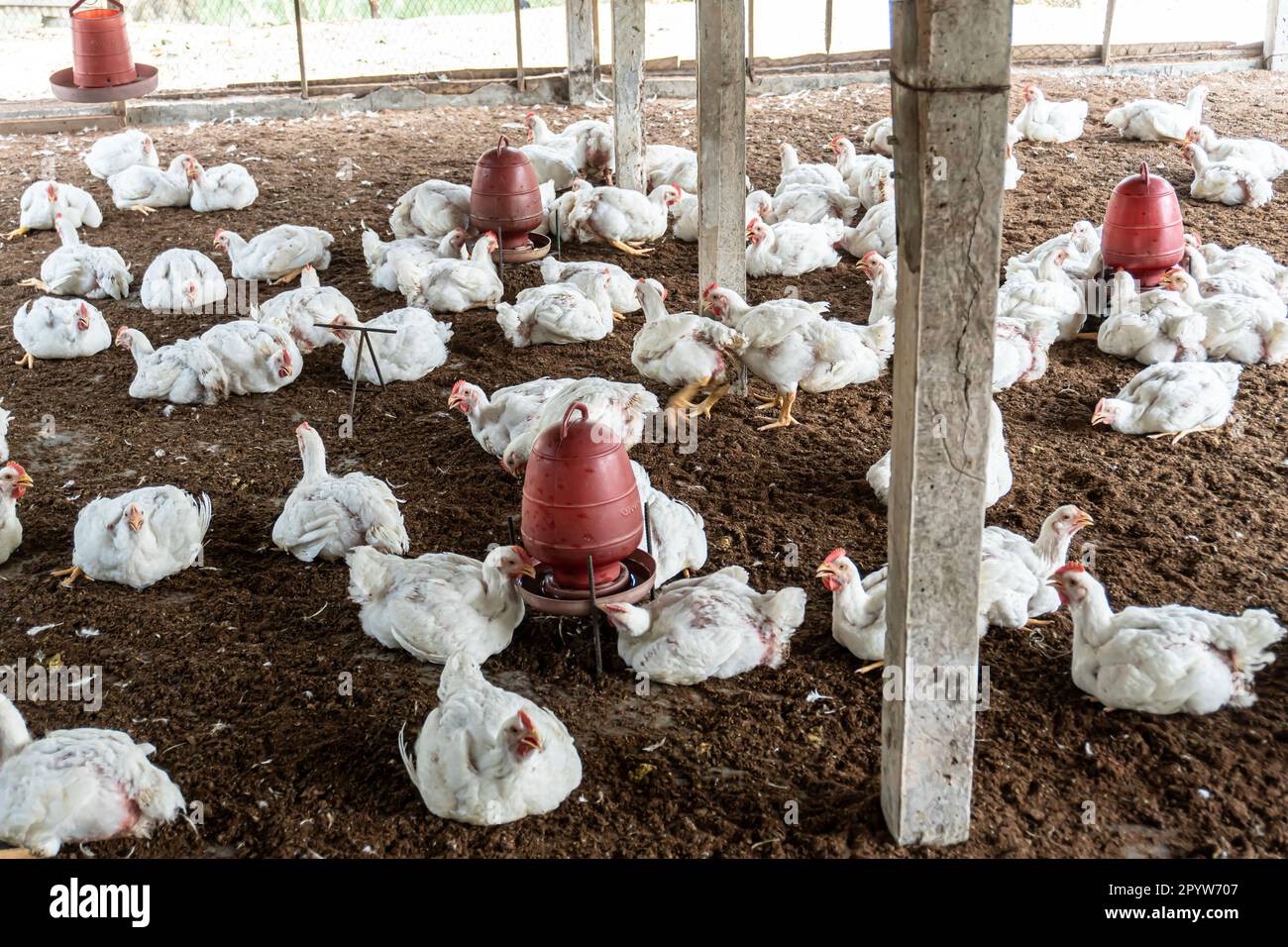 Poultry farm with chicken. Husbandry. Poultry broiler farm business ...