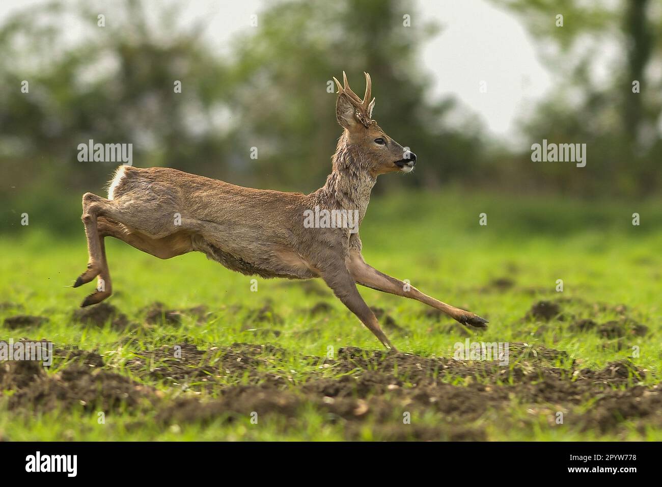 Roe deer leaping Stock Photo - Alamy