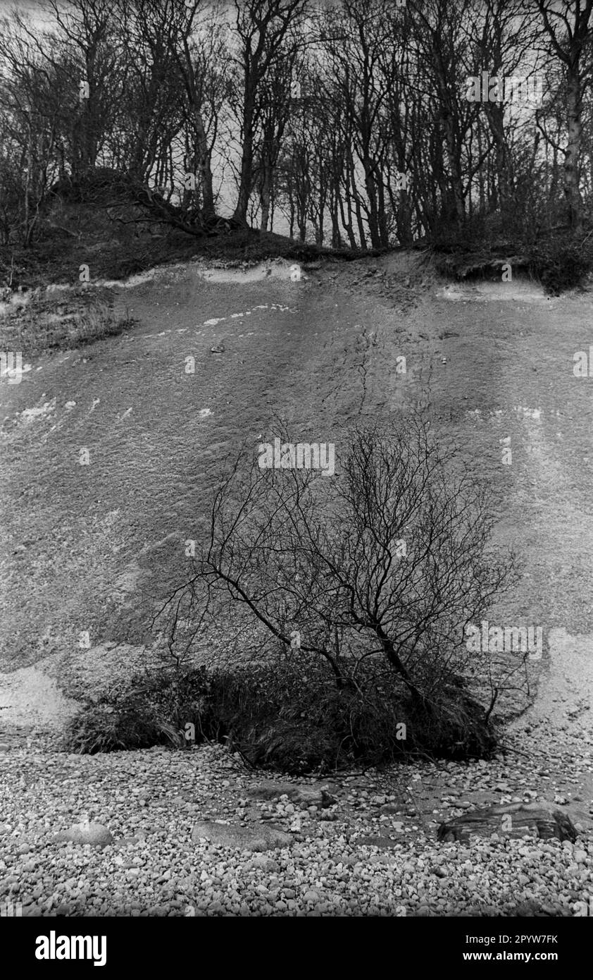 GDR, Rügen, 04.11.1988, steep coast, slipped trees, boulders, limestone ...