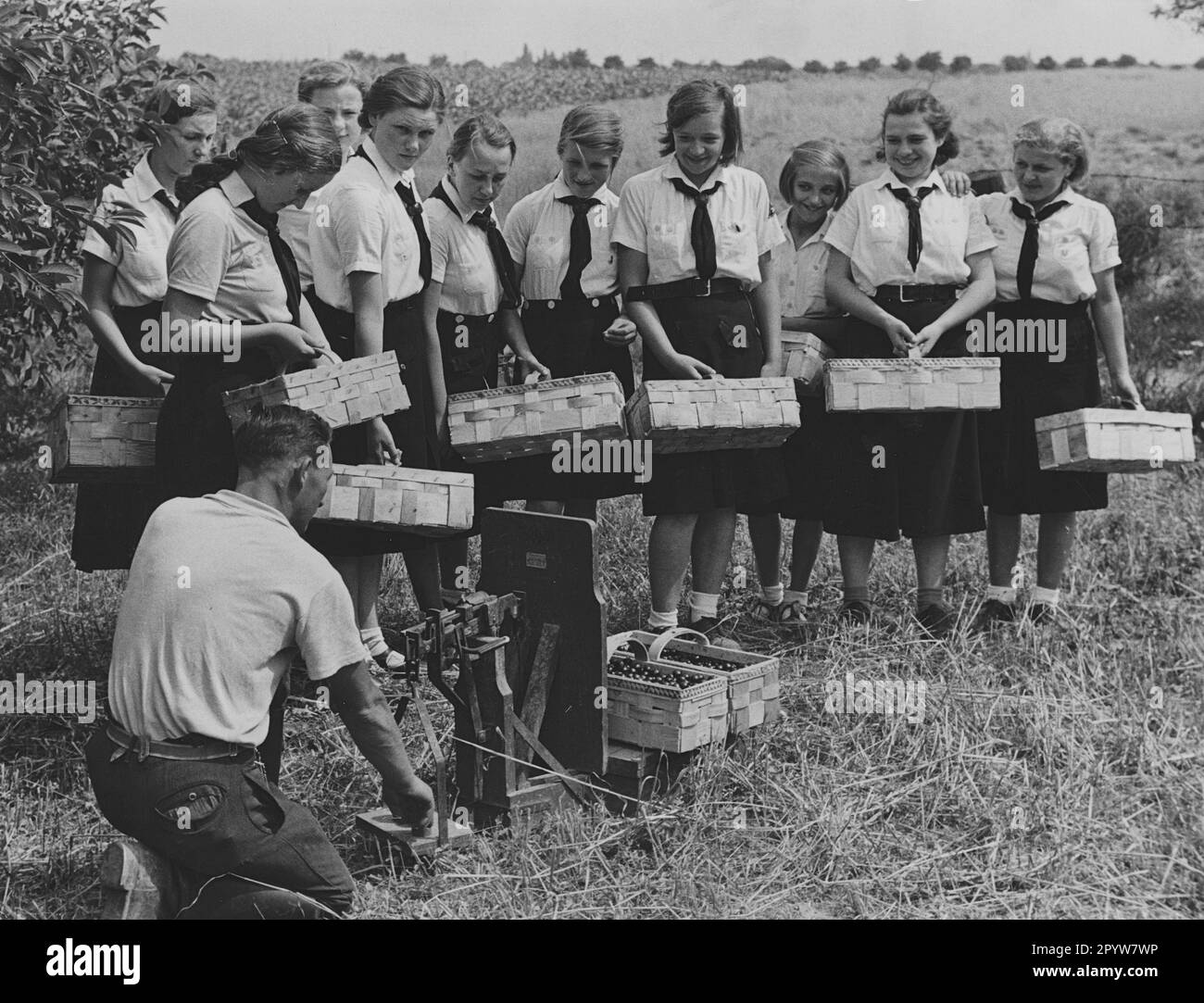 BDM girls help with the harvest in fields near Seeburg: cherry harvest ...