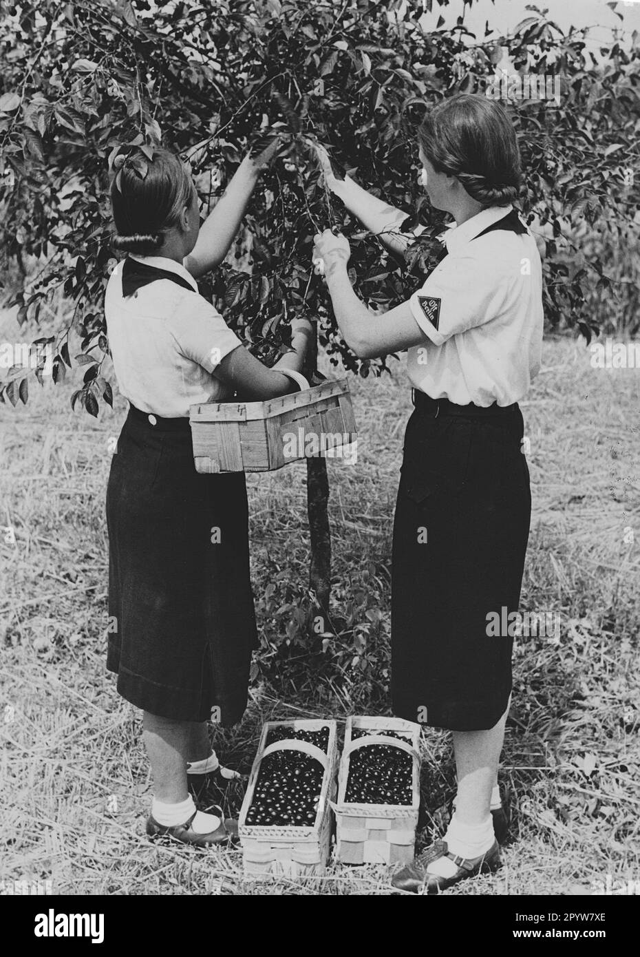 BDM girls help with the harvest in fields near Seeburg: cherry harvest ...
