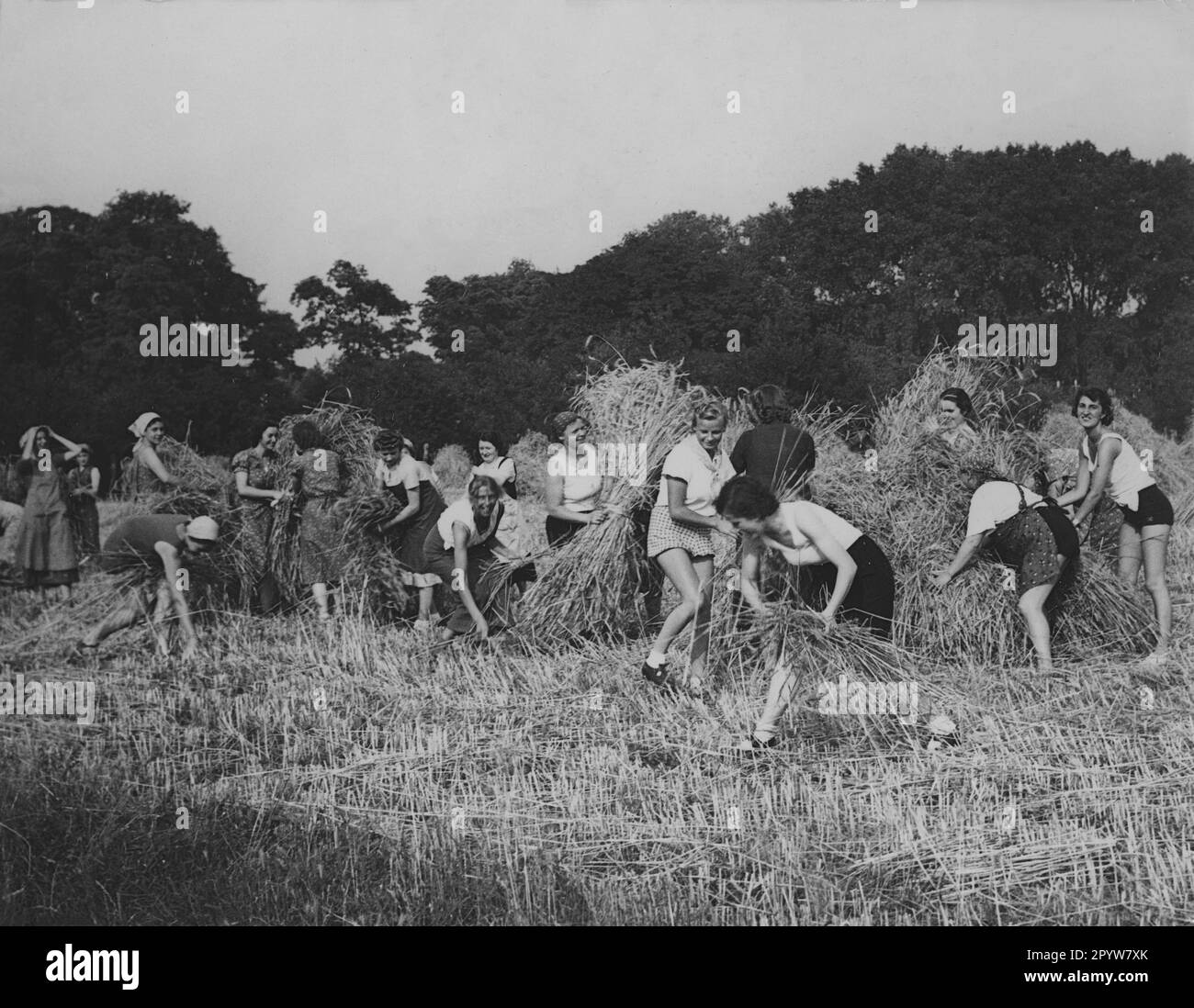 BDM leaders of the Reich Youth Leadership in Berlin help with the grain ...