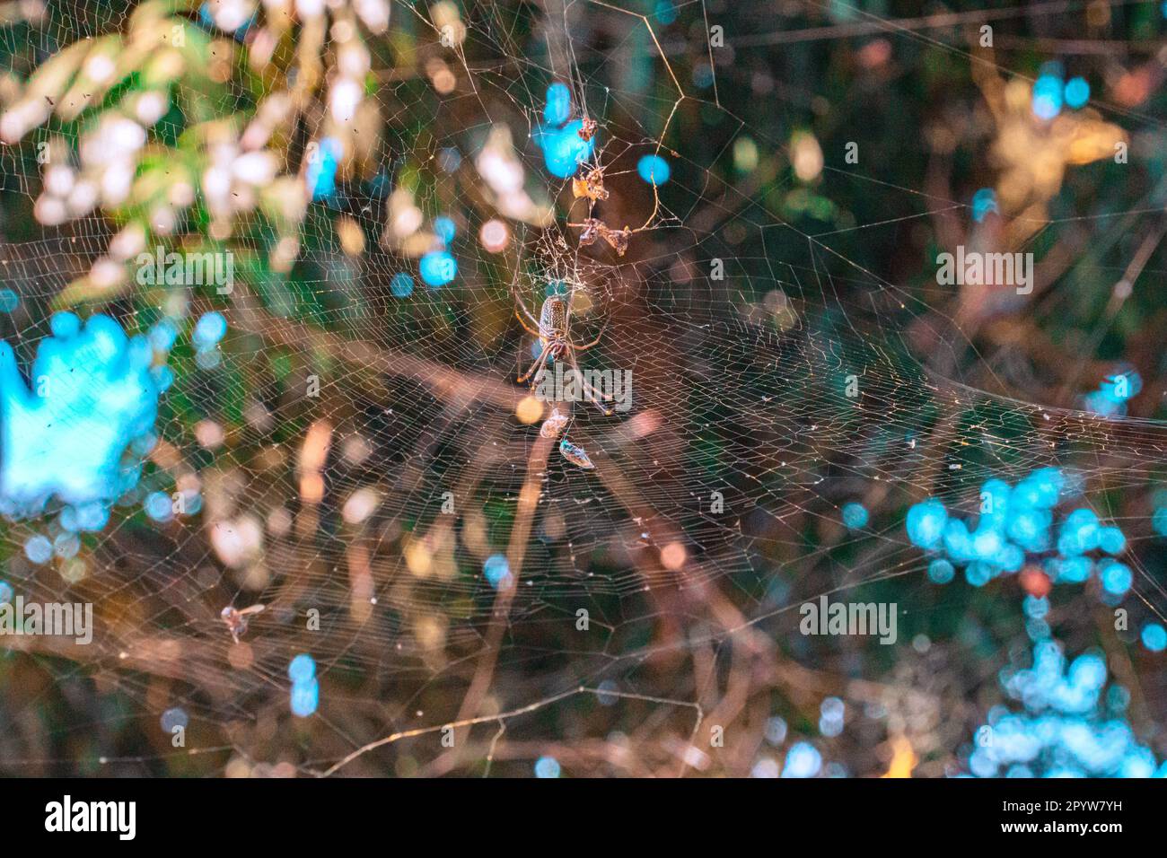 spider hanging from its web Stock Photo - Alamy