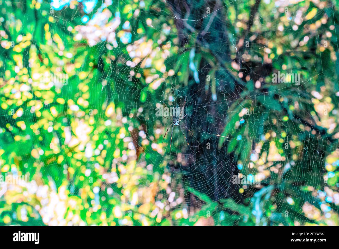 spider hanging from its web Stock Photo - Alamy