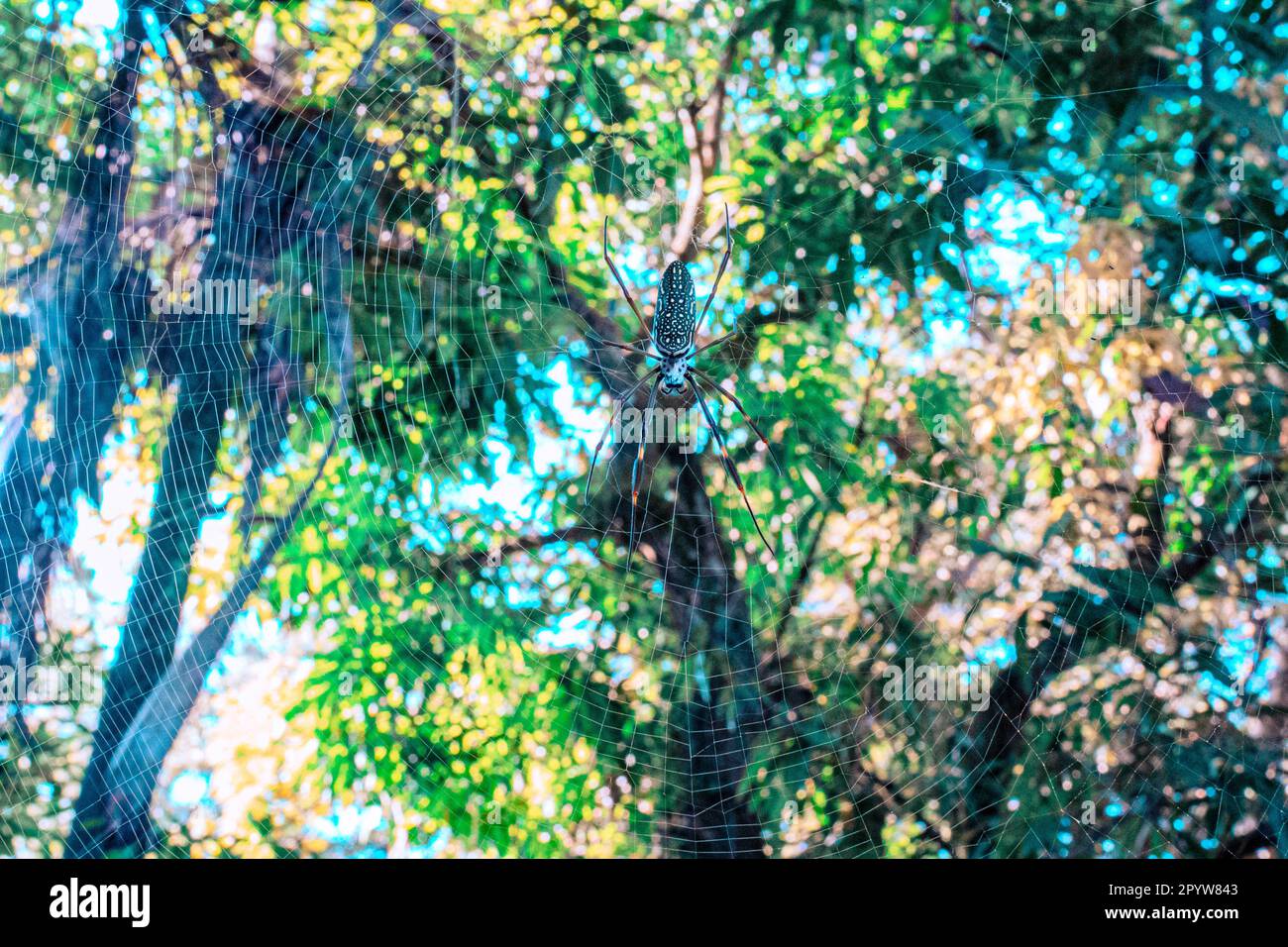 spider hanging from its web Stock Photo - Alamy