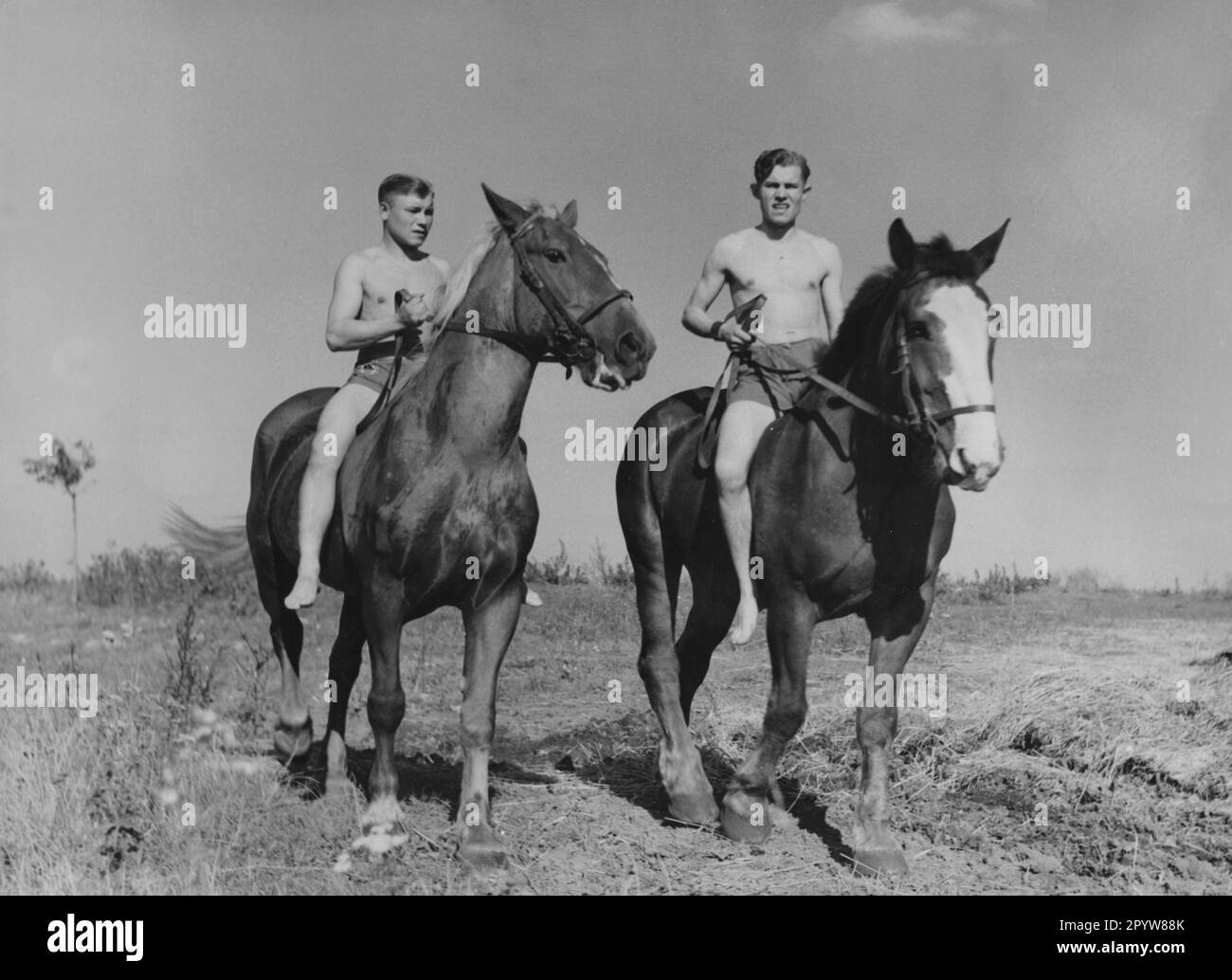 Members of the Reich Labor Service with horses being nursed back to ...