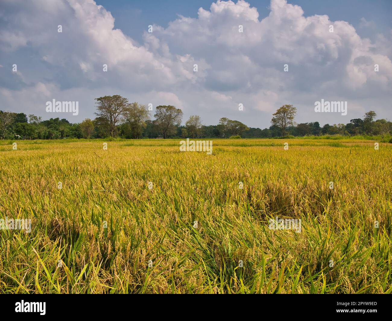 Open fields of rice ready for harvest growing in central Sri Lanka ...