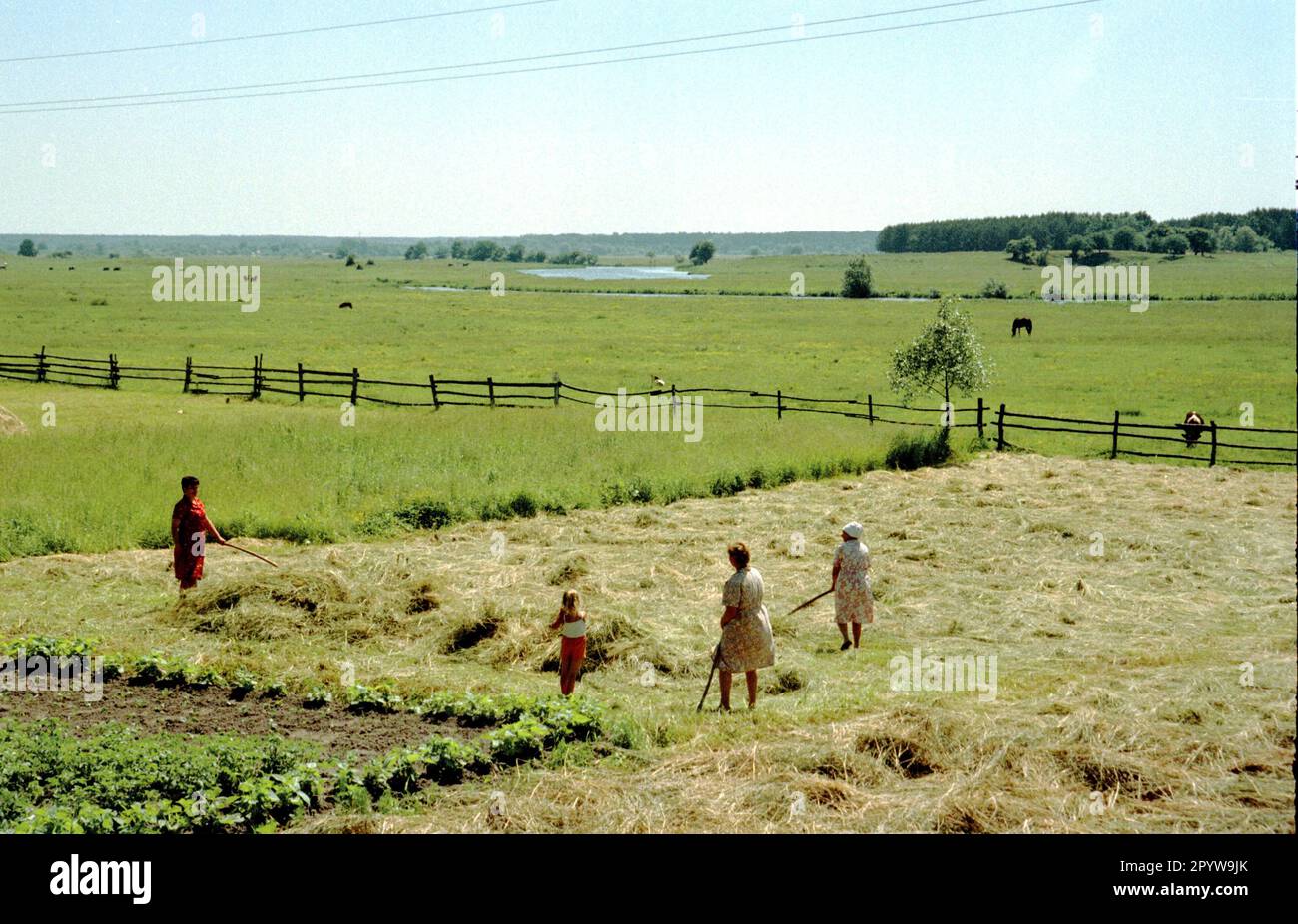 Ukraine / Country / People / 1998 Small farmers harvesting hay, behind ...