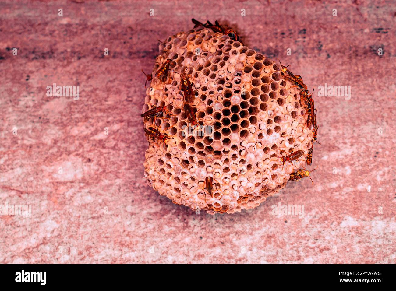 Bees hanging hi-res stock photography and images - Alamy