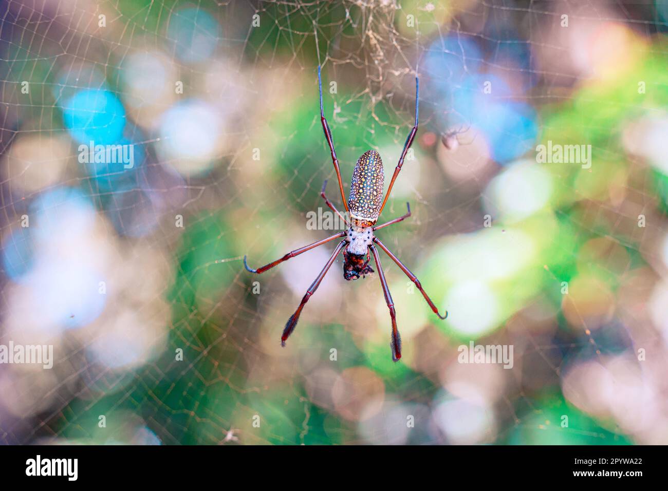 spider hanging from its web Stock Photo - Alamy
