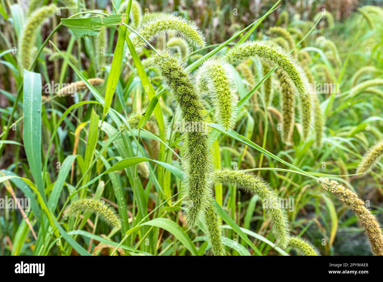 Setaria italica crops in the fields in autumn. seedhead of foxtail ...