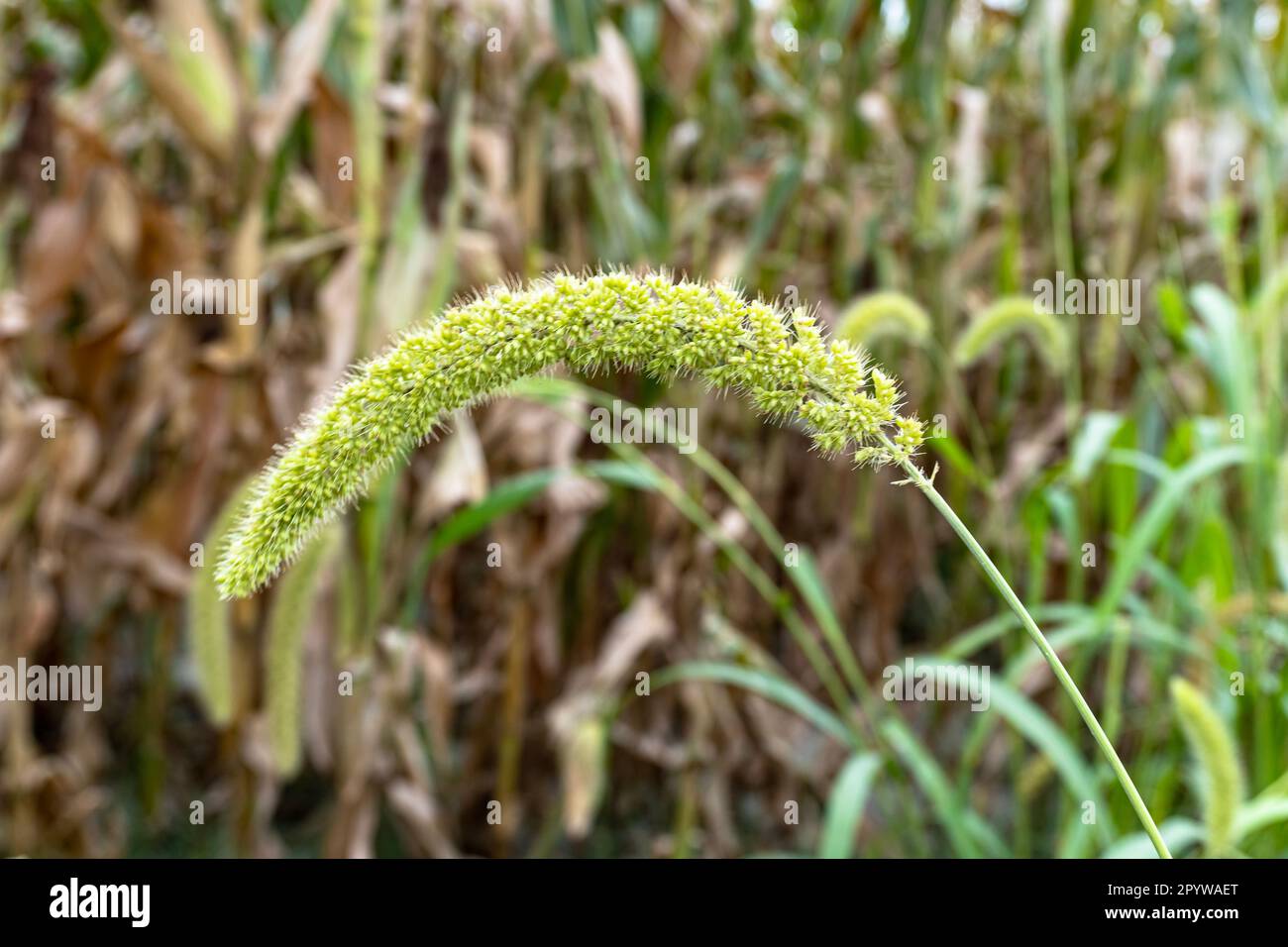 A closeup shot of foxtail millet plants. Setaria italica crops in the ...