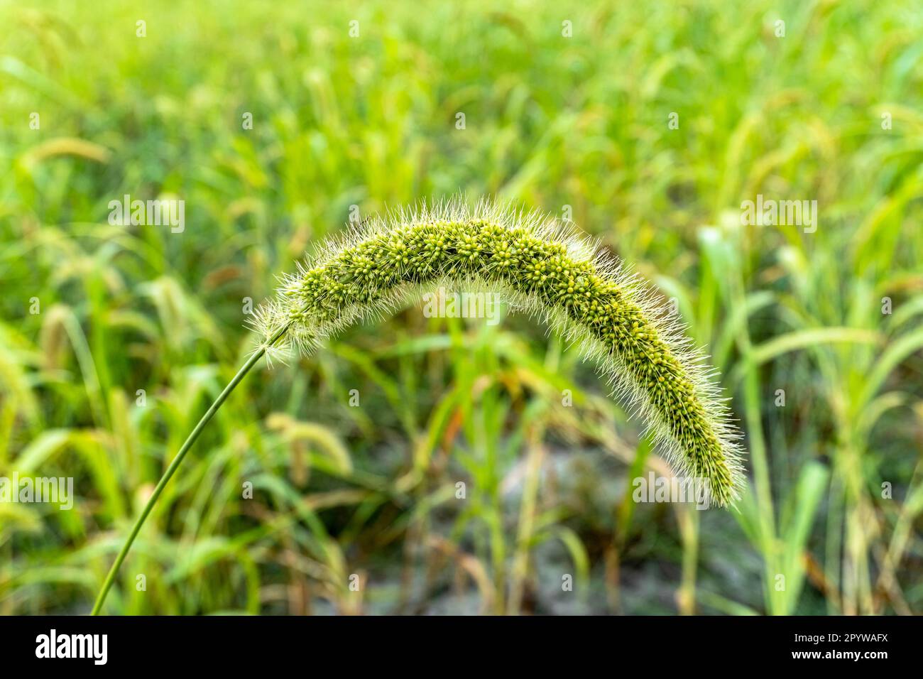 Foxtail Millet Crops In The Fields Scientific Name Of Setaria Italica Dwarf Setaria Foxtail