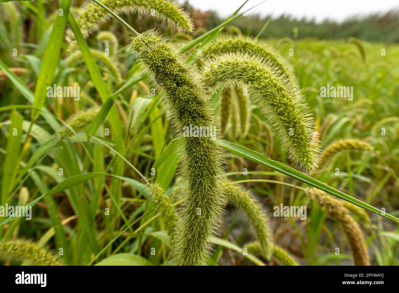 seedhead of foxtail millet. foxtail millet crops in the fields ...