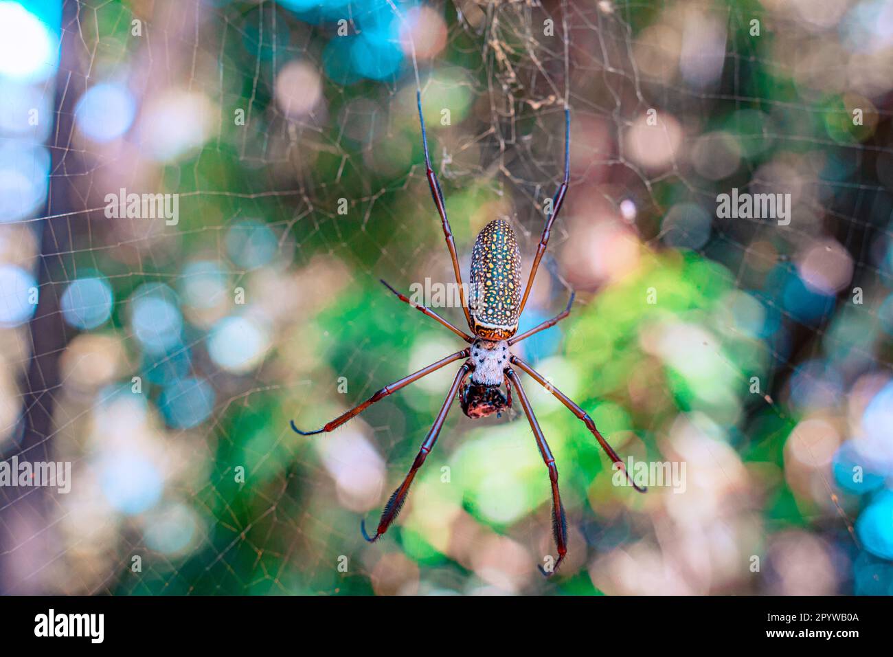 spider hanging from its web Stock Photo - Alamy