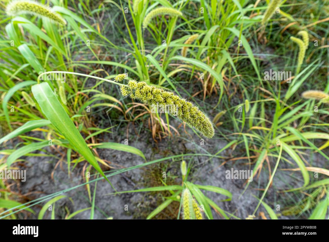 Ripe millet crops in the fields in autumn, Bangladesh. Italian millet ...