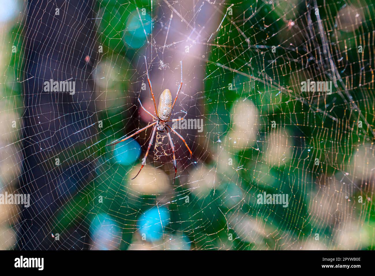 spider hanging from its web Stock Photo - Alamy