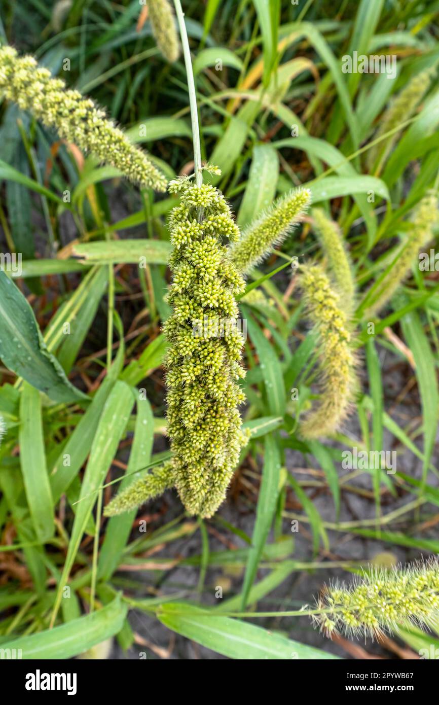 Green foxtail crops in the field. Ripe millet crops in the fields in ...