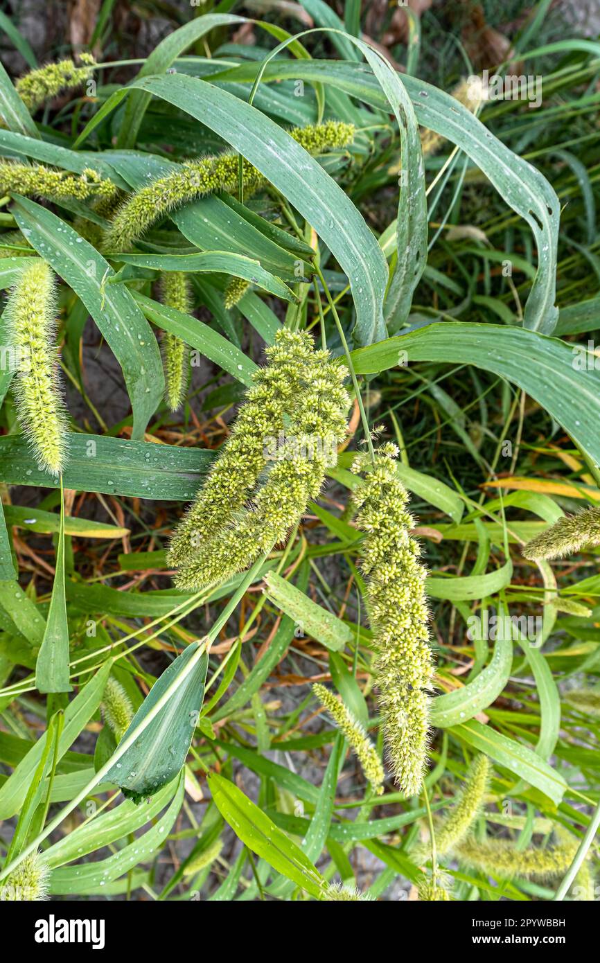View of foxtail millet (Scientific name as Italian millet) which is a ...